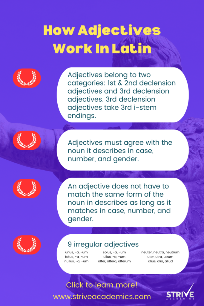 How Adjectives Work In Latin Pin – Strive Academics